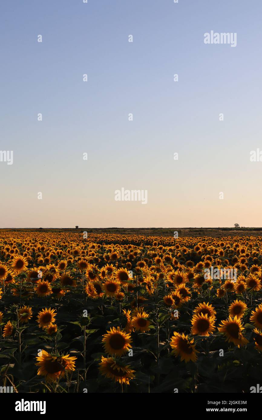 Cognac france flora hi-res stock photography and images - Alamy