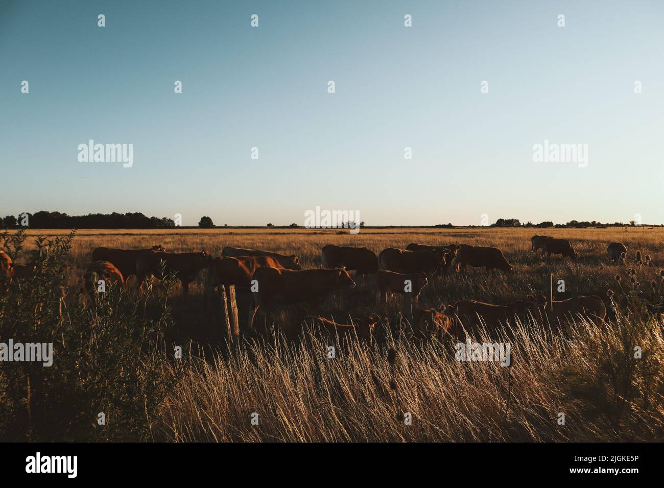 Beautiful cows hi-res stock photography and images - Alamy