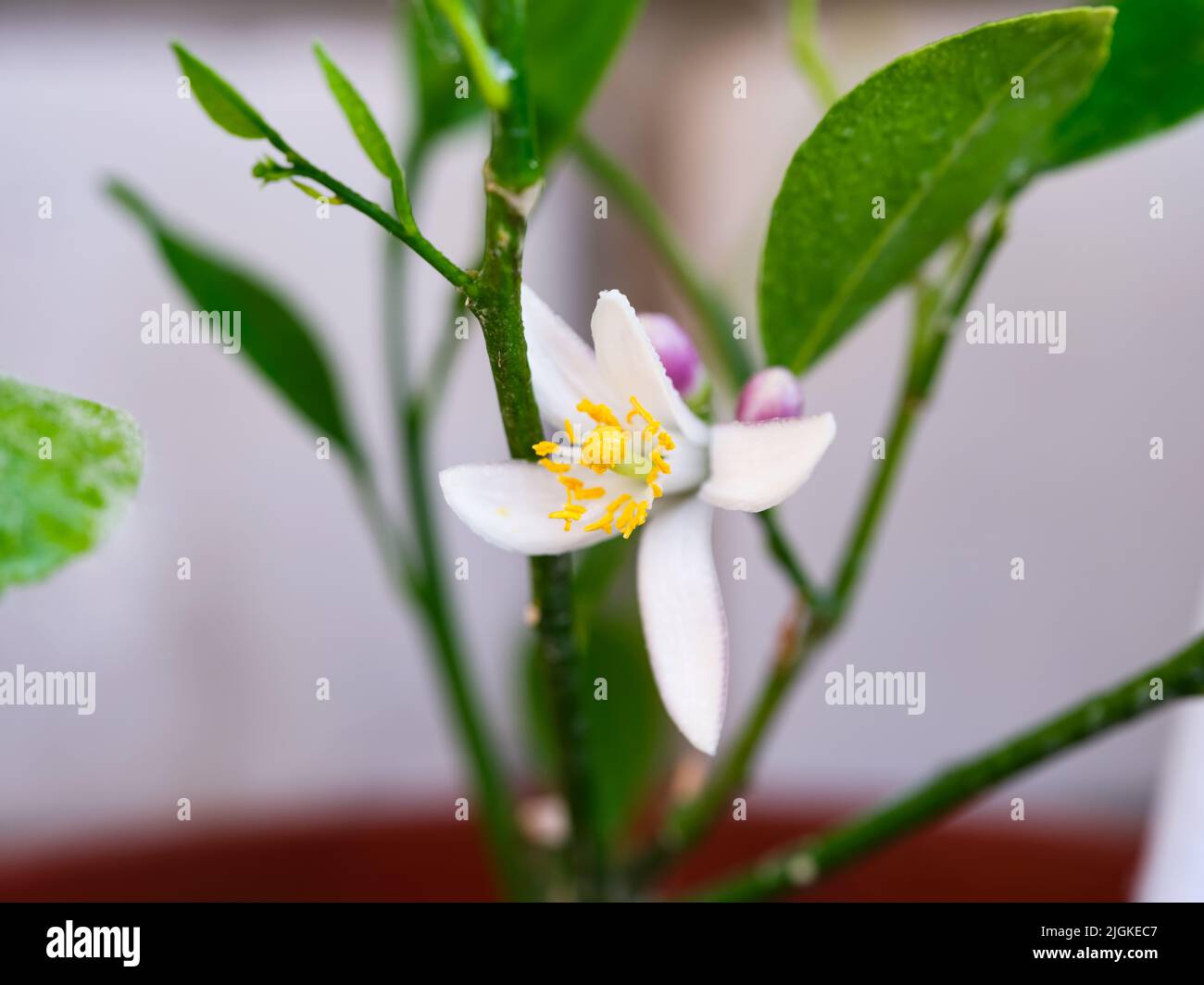 Close up lemon tree flower citrus hi-res stock photography and images ...