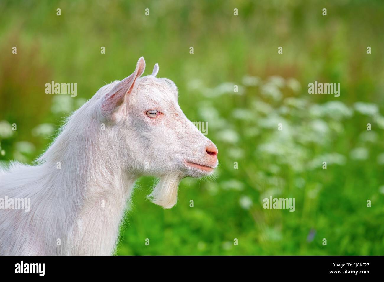A young white goat. Profile view. Livestock Stock Photo - Alamy