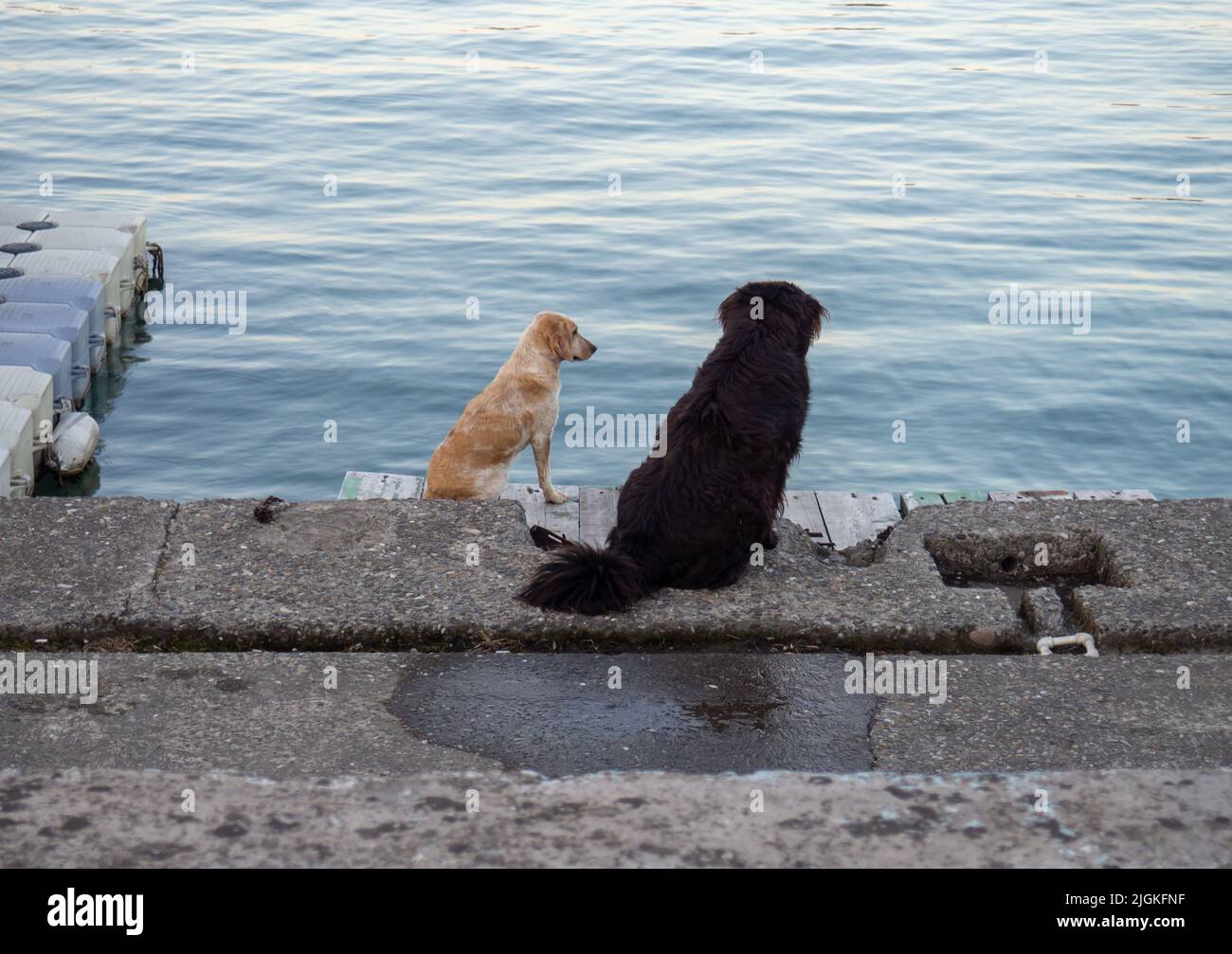 two dogs look at the sea. Pets in the urban environment. Dogs near the ...