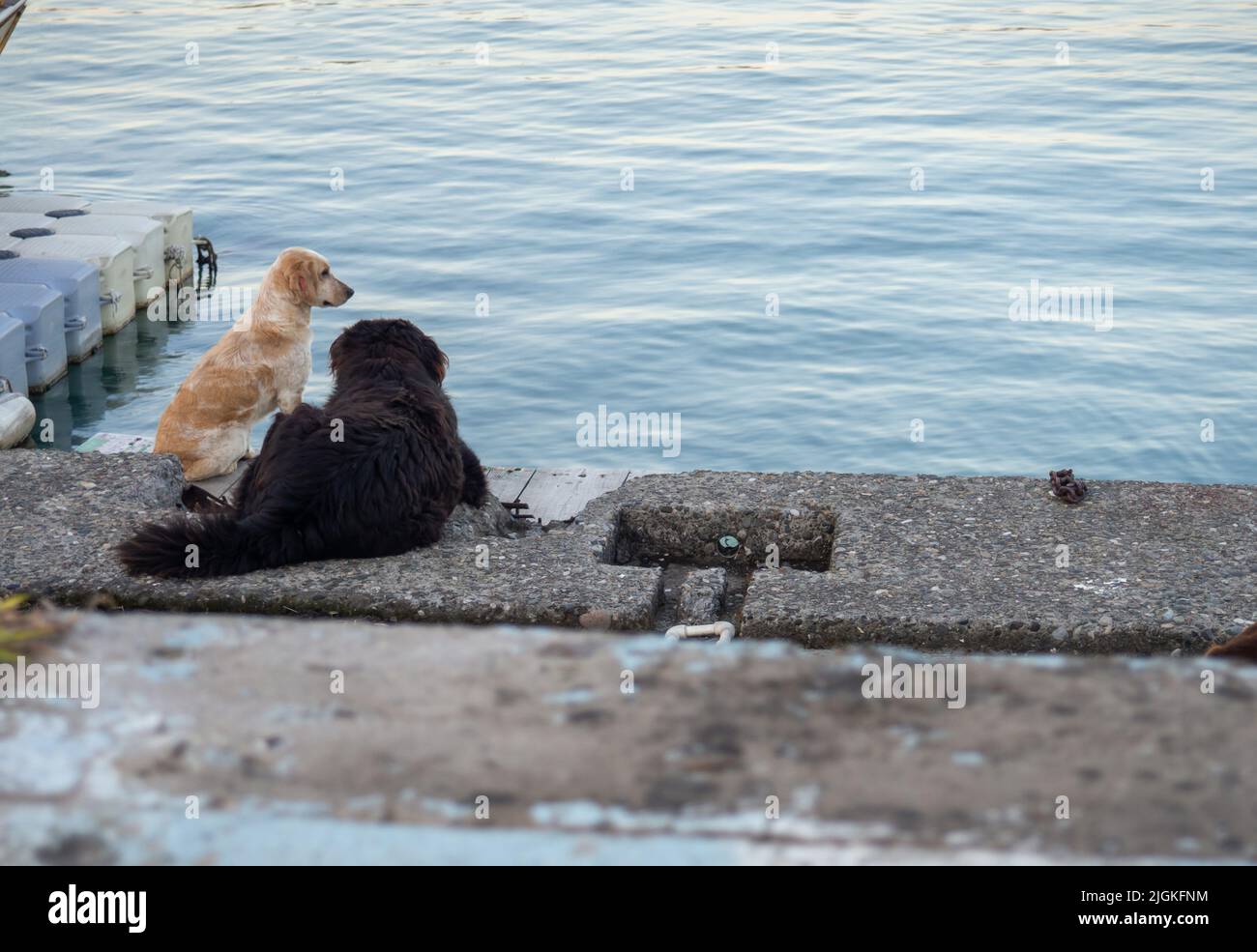 two dogs look at the sea. Pets in the urban environment. Dogs near the ...