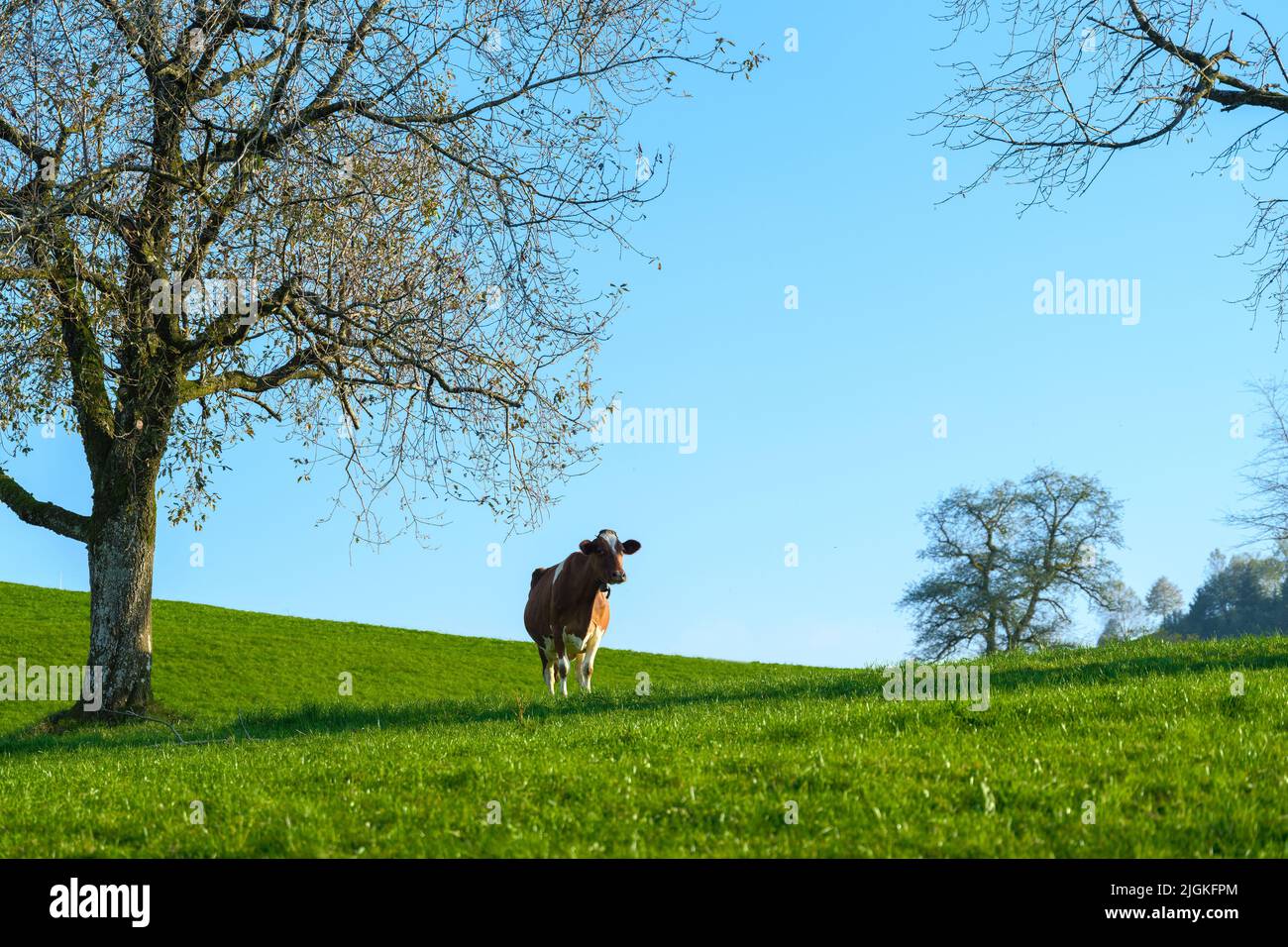 Brown swiss cow grazing on an alpine pasture in green hill on a sunny ...