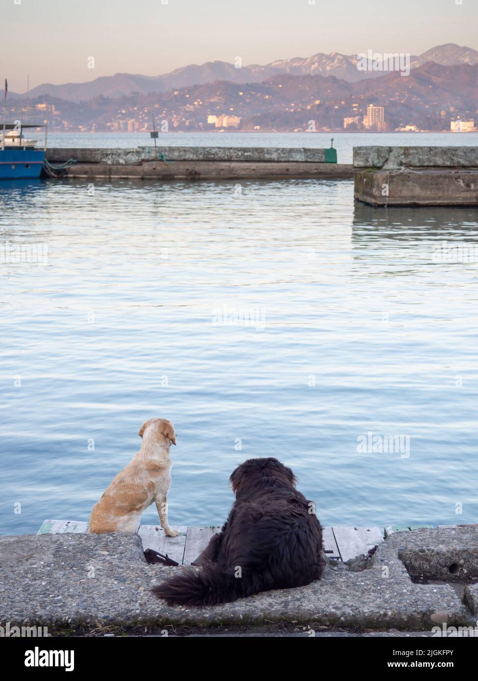 two dogs look at the sea. Pets in the urban environment. Dogs near the ...