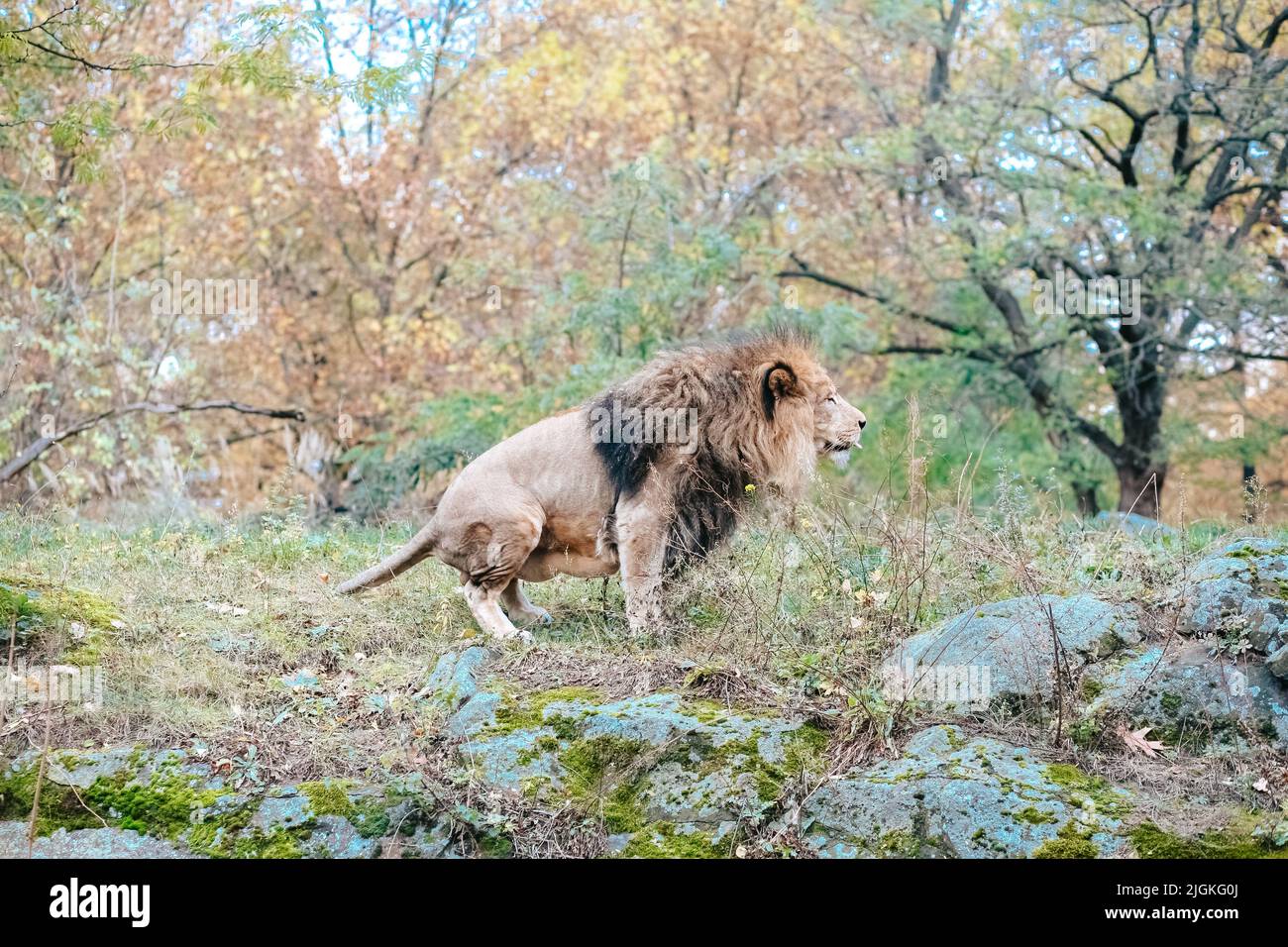 Funny animals or jokes. The lion went to the toilet peeing or pooping ...