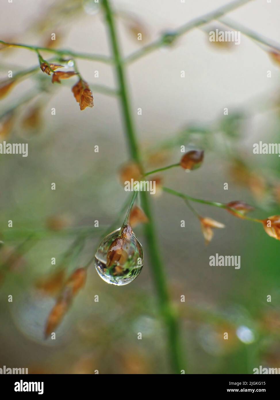 Rainy season insects hi-res stock photography and images - Alamy