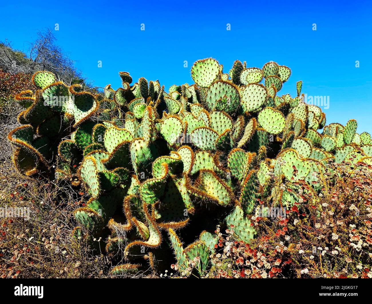 Cacti in the desert Stock Photo - Alamy