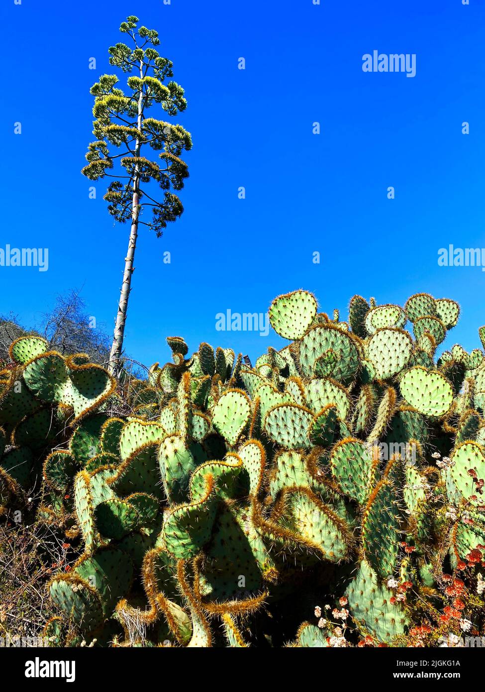 Cacti and a yucca plant in the desert Stock Photo - Alamy