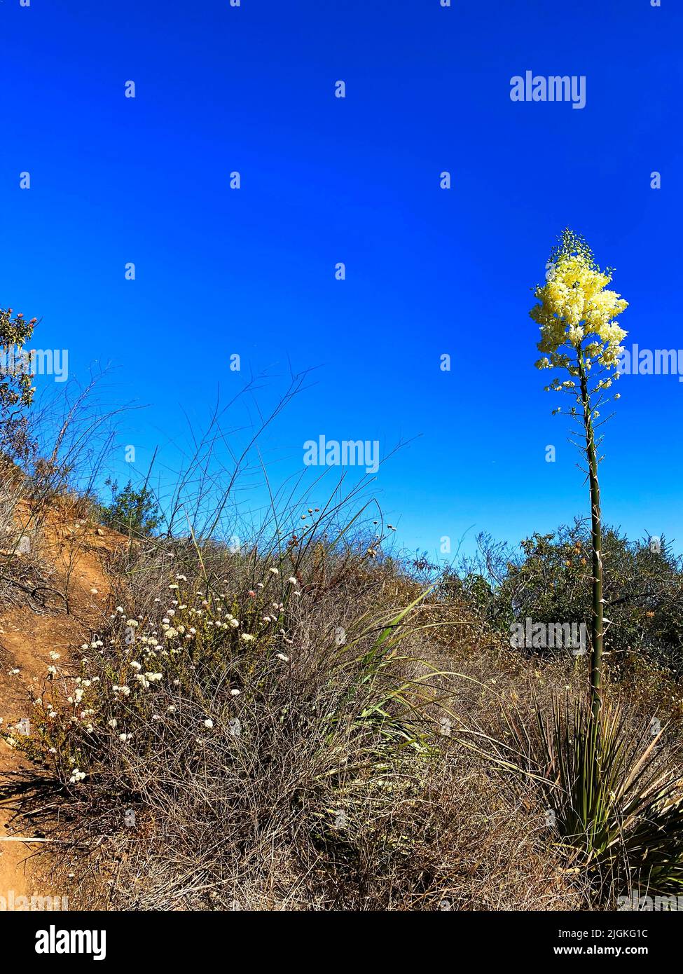 Chaparral yucca, Hesperoyucca whipplei Stock Photo - Alamy