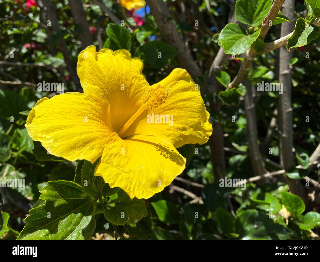 Chinese hibiscus, Hibiscus rosa-sinensis Stock Photo - Alamy