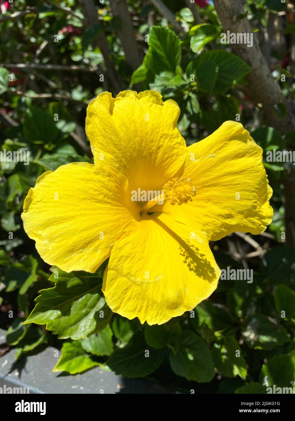 Chinese hibiscus, Hibiscus rosa-sinensis Stock Photo - Alamy