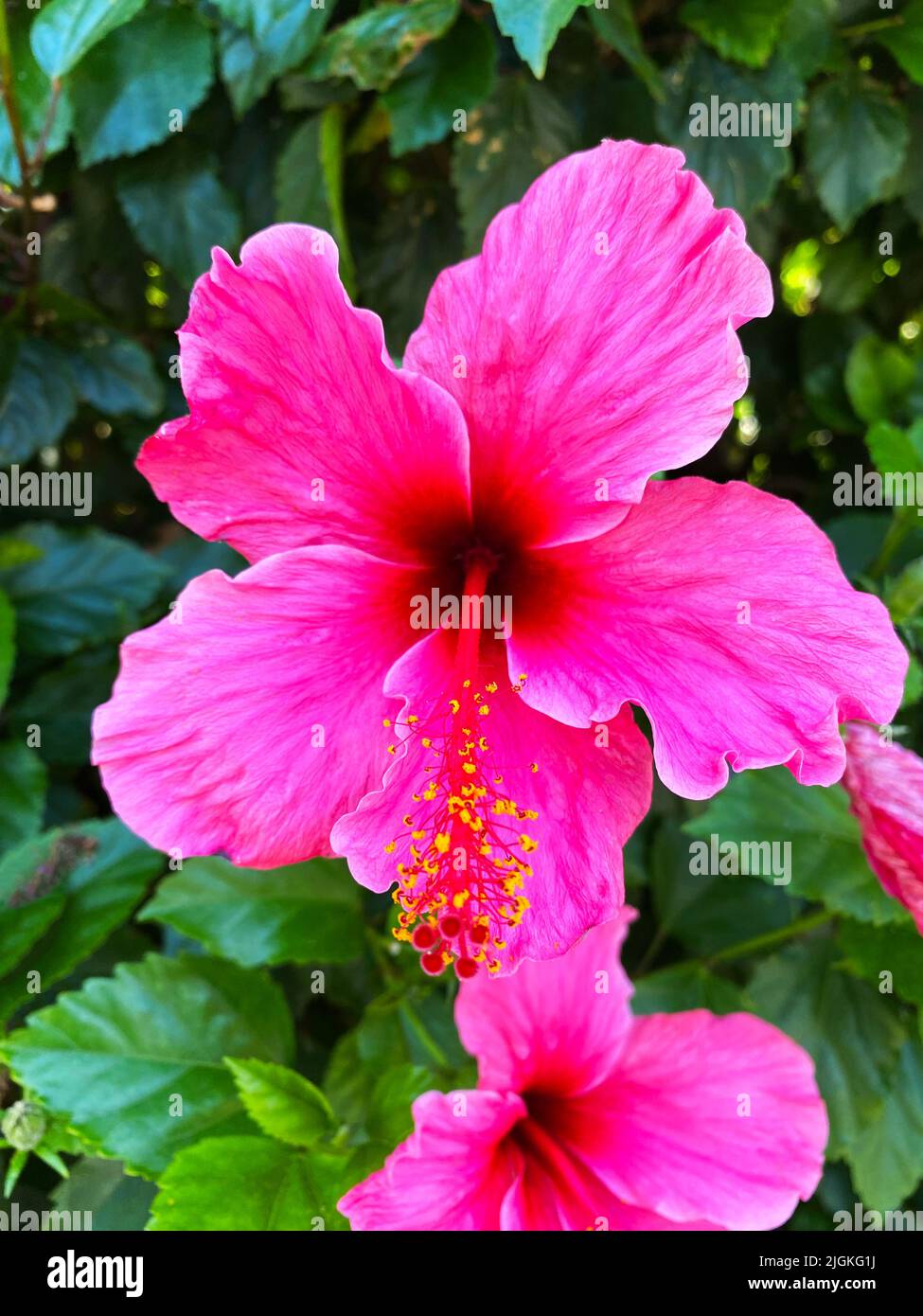 Chinese hibiscus, Hibiscus rosa-sinensis Stock Photo - Alamy
