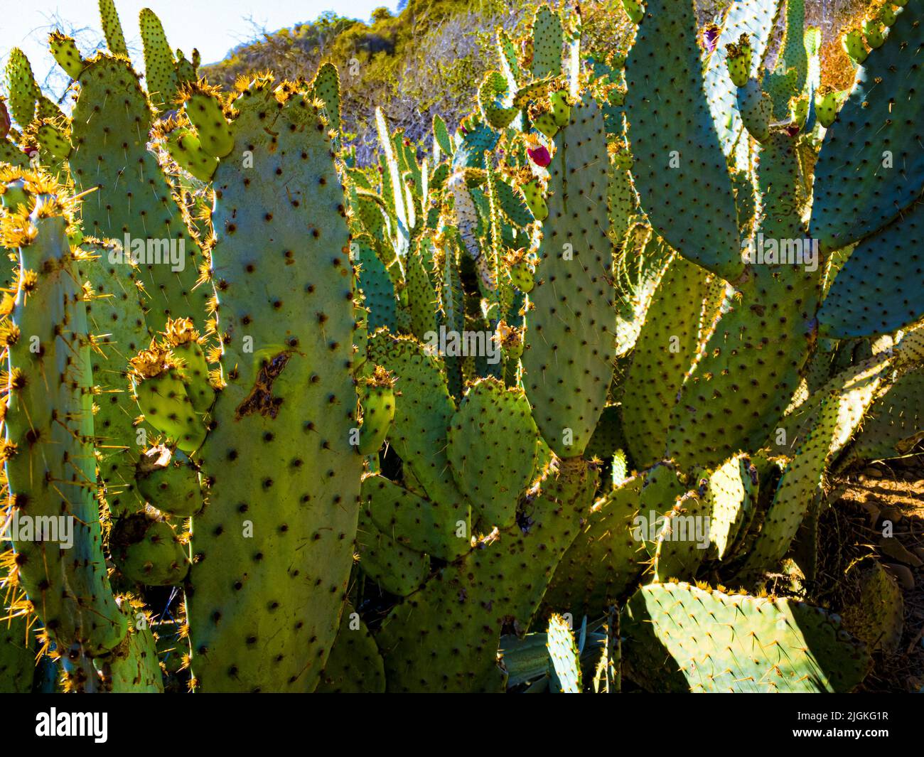 Cacti in the desert Stock Photo - Alamy