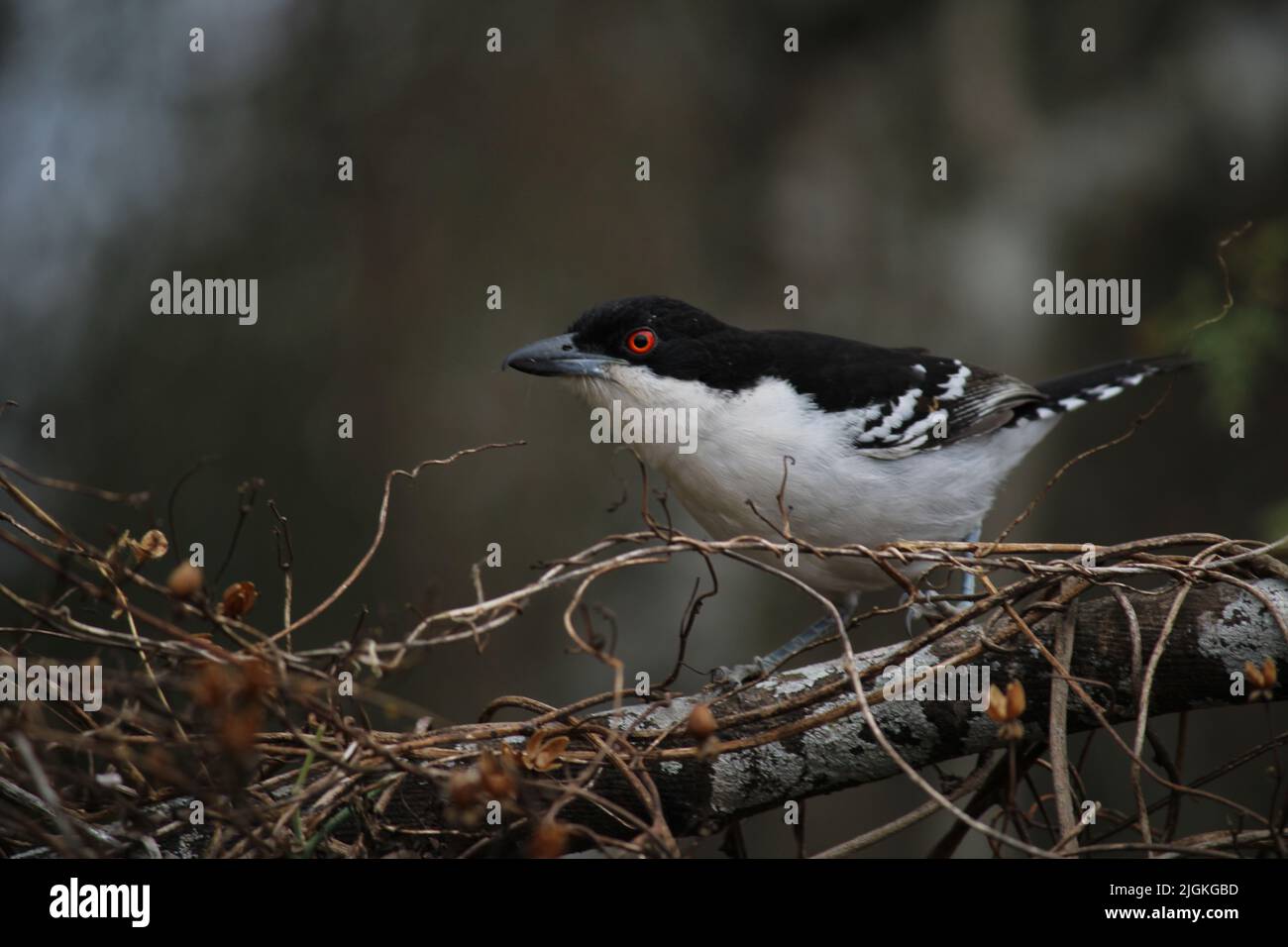 Strikingly patterned but very skulking bird of forest borders, thickets ...
