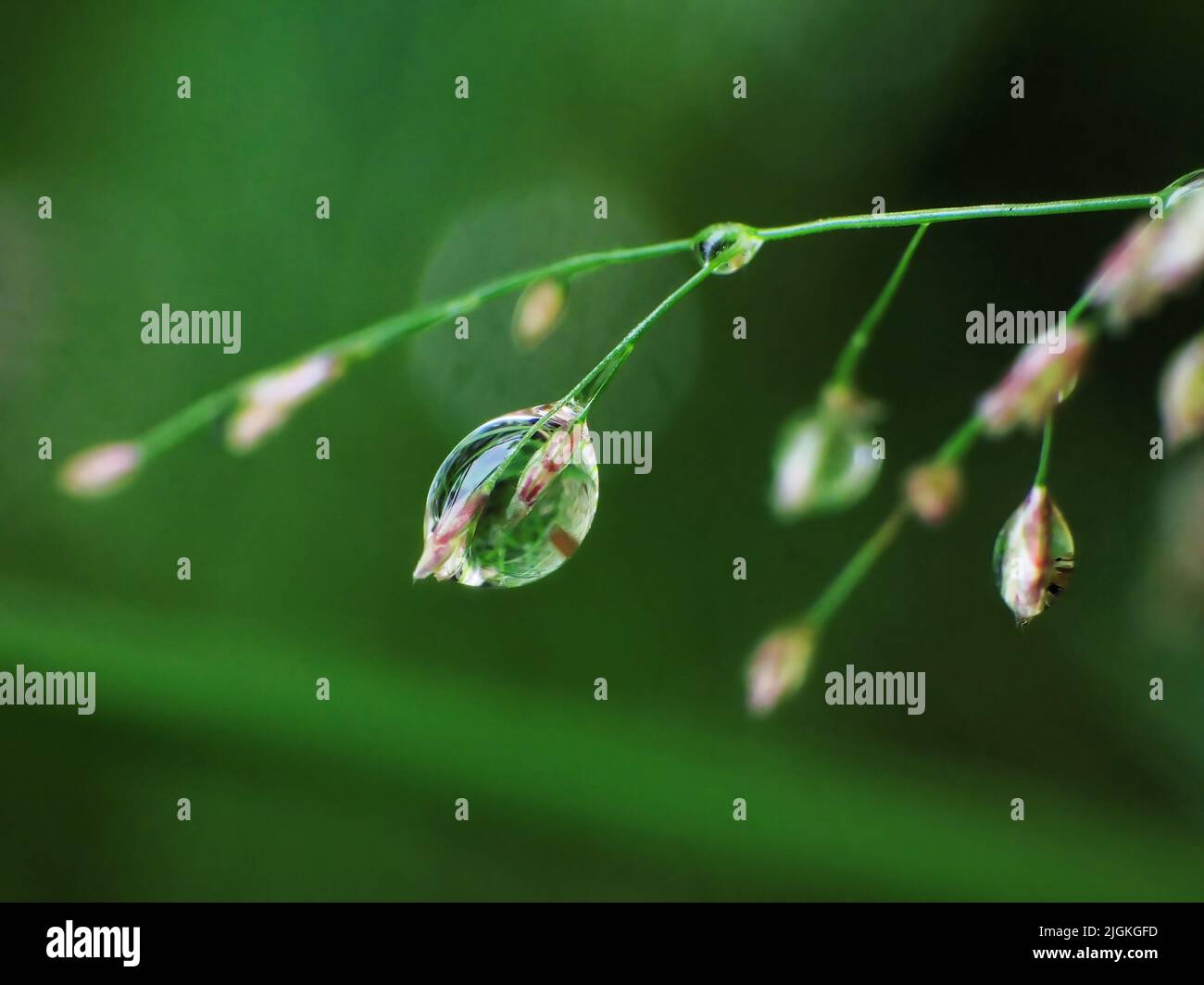 Rainy season insects hi-res stock photography and images - Alamy