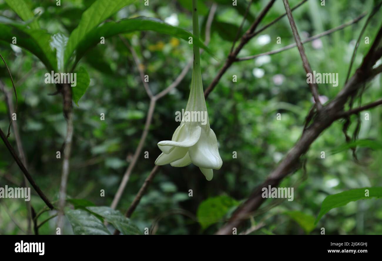 A funnel shaped large cream color flower hangs facing towards the ...