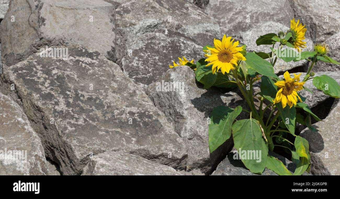 Sunflower grows out of stone joint Stock Photo - Alamy