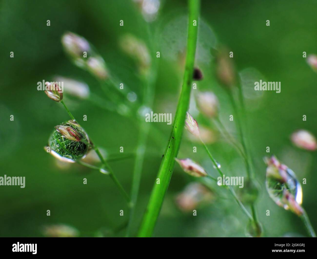 Rainy season insects hi-res stock photography and images - Alamy