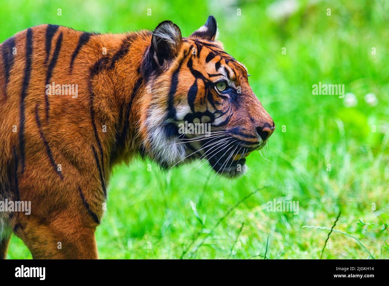 Tiger in the jungle hi-res stock photography and images - Alamy