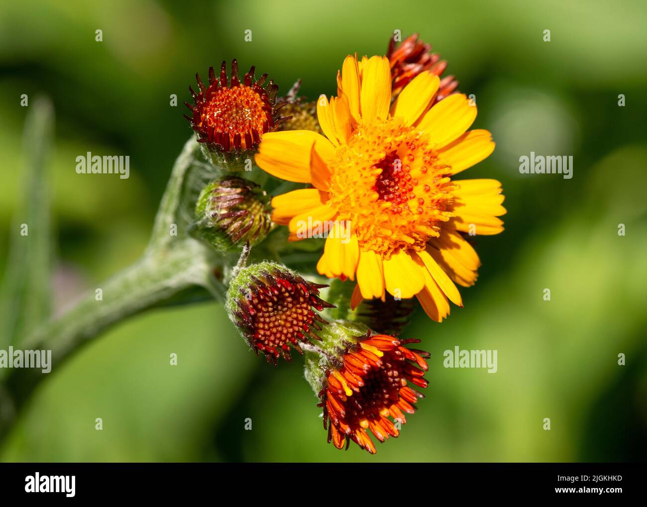 Balkan endemic flowers. Orange flowers of Senecio pancicii, Rila Nature ...