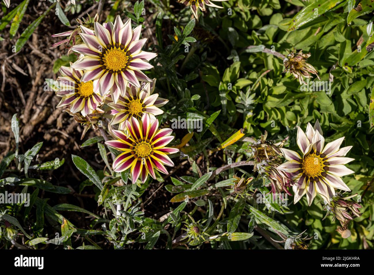 African Daisy, or treasure flowers. Bright purple, and white Gazania ...
