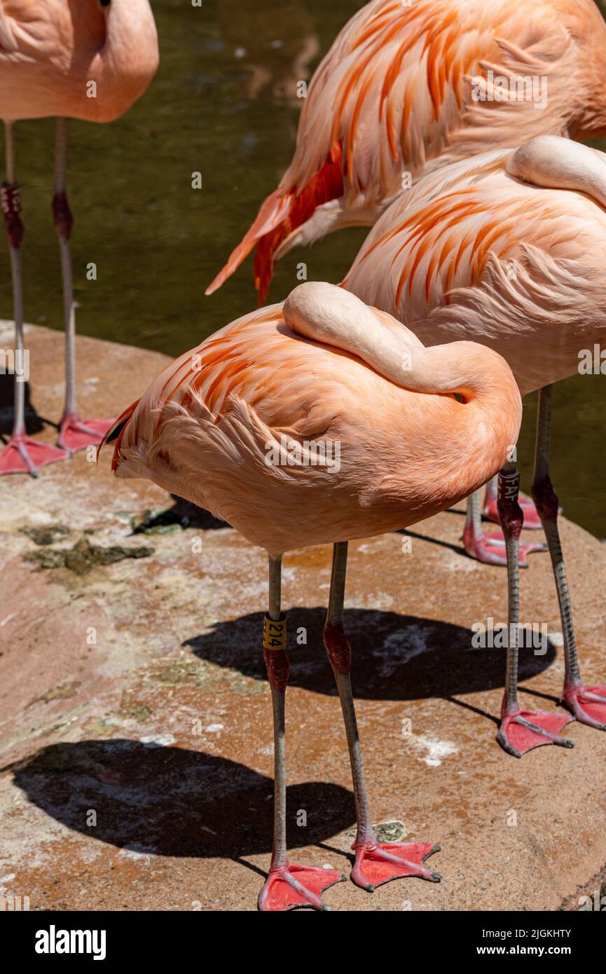 Flamingo habitat hi-res stock photography and images - Alamy