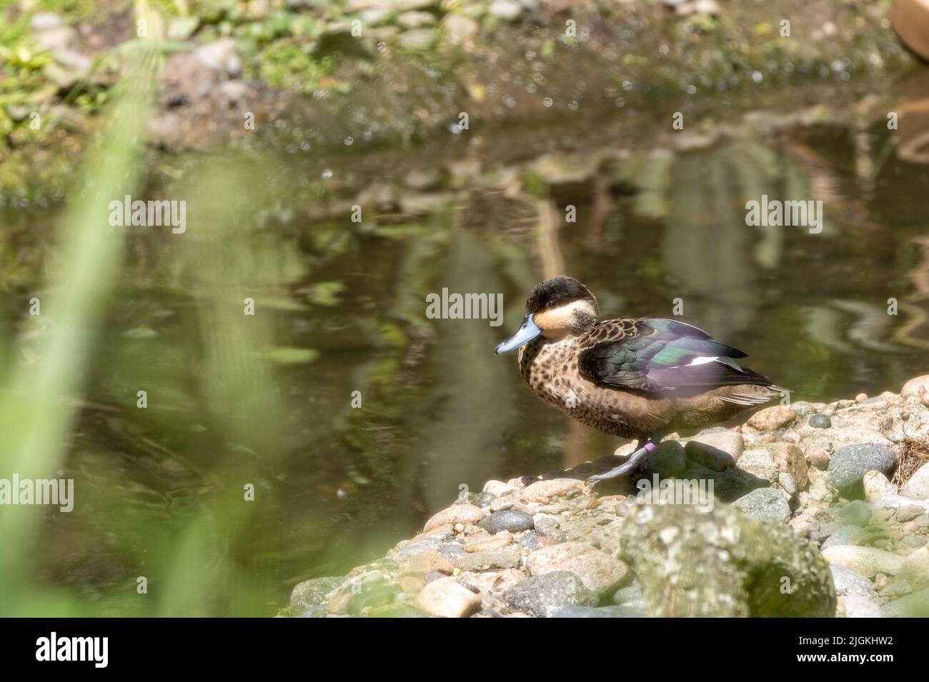 A captive Meller's duck, Anas melleri. A species of the dabbling duck ...