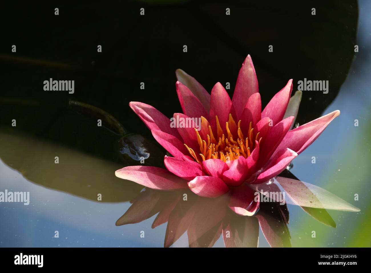 Constance lily hi-res stock photography and images - Alamy
