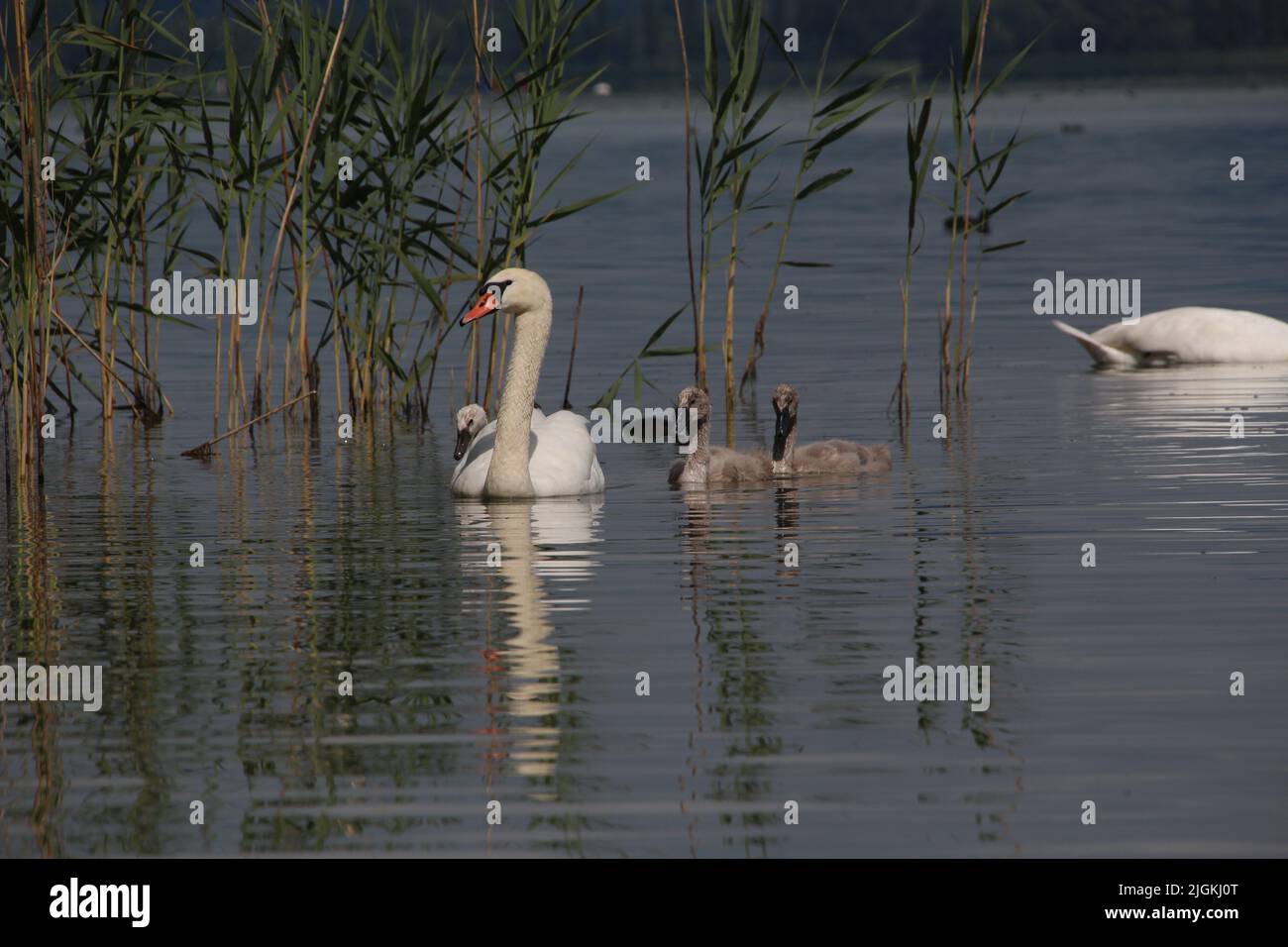 Swan family at lake of constance Stock Photo - Alamy