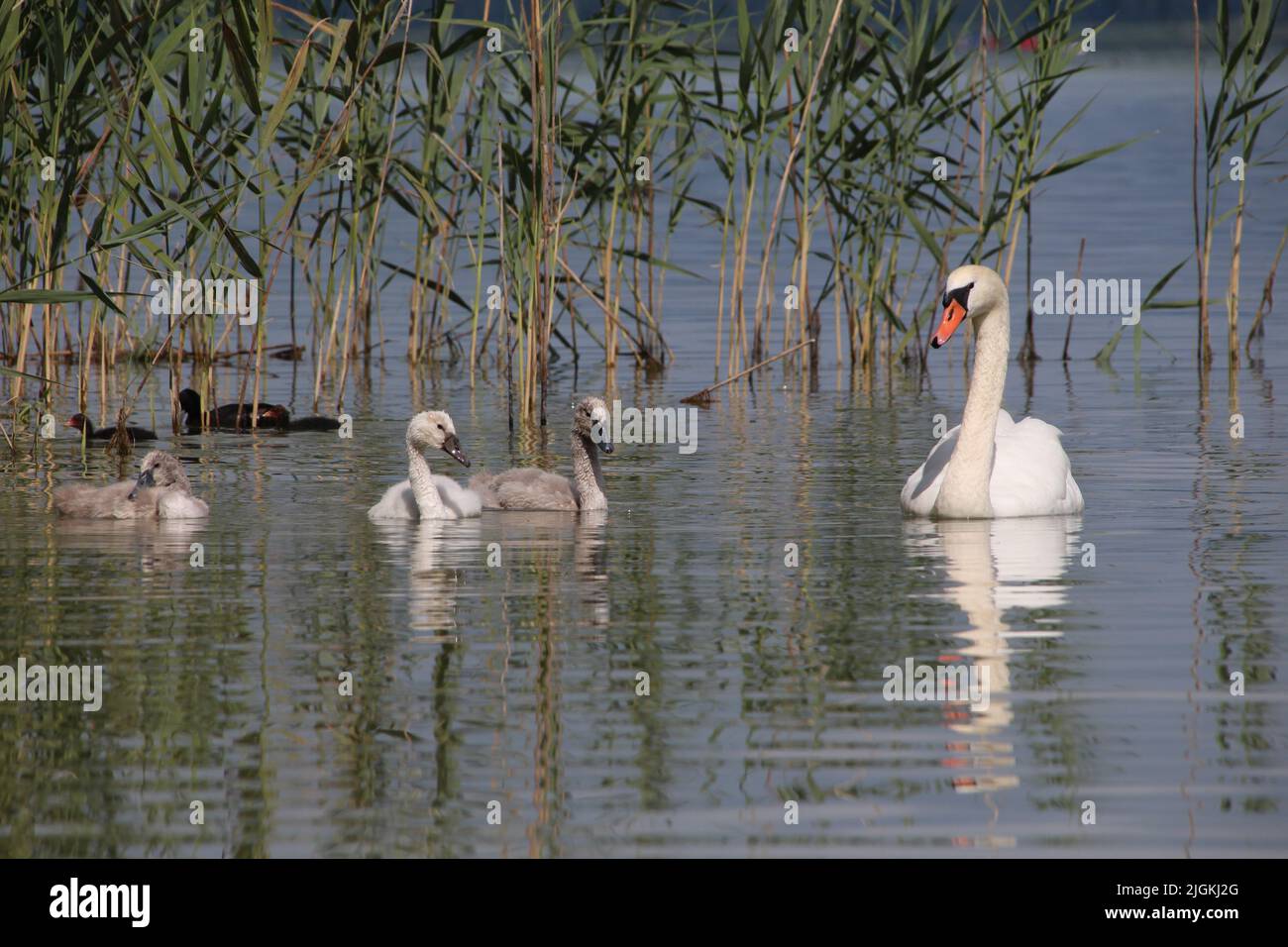 Swan family at lake of constance Stock Photo - Alamy