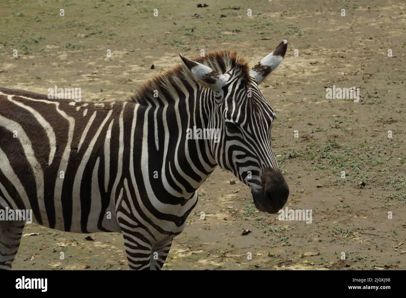 Zebra in captivity Stock Photo - Alamy