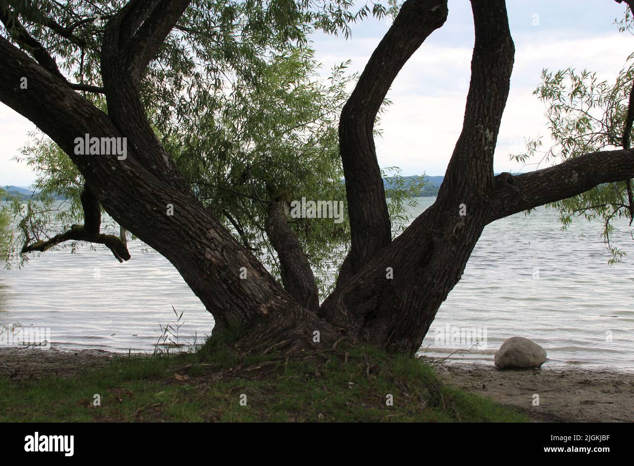 Beautiful tree at lake of constance Stock Photo - Alamy