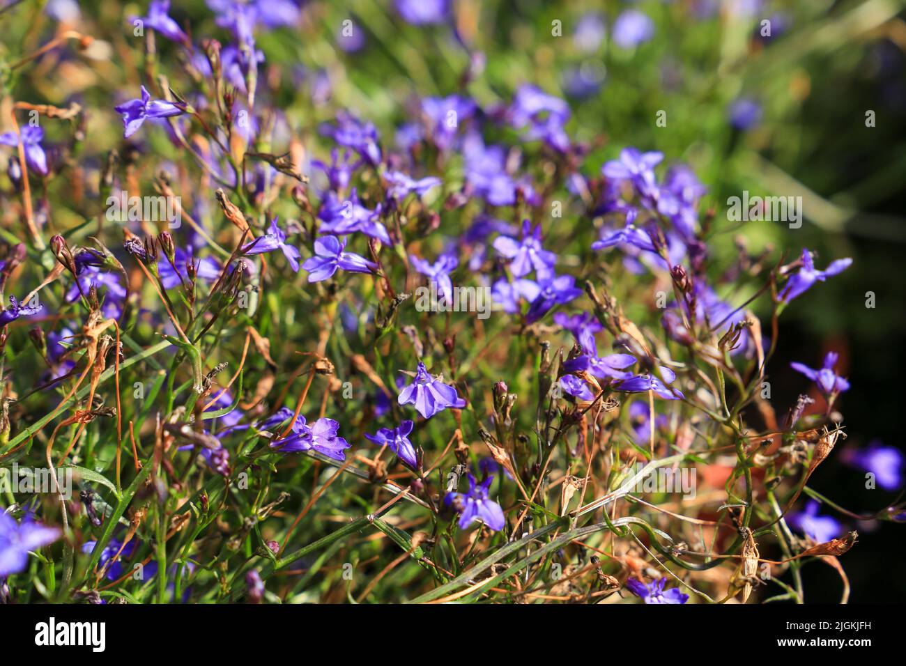 Colorful Lobelia Erinus plants in the garden Stock Photo - Alamy