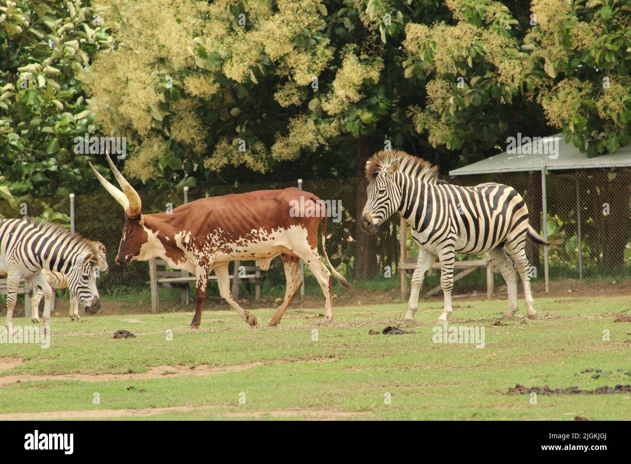 Ankole-Watusi bull and zebra in captivity Stock Photo - Alamy
