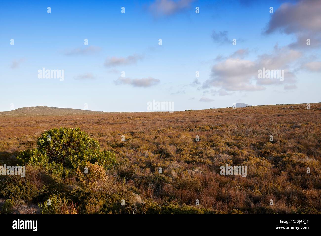 The wilderness of Cape Point National Park. The wilderness of Cape ...