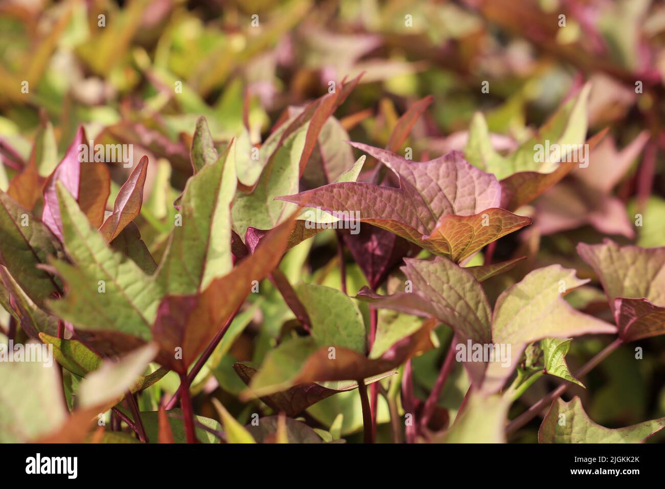 Beautiful Ipomoea Hybrida plants in the garden Stock Photo - Alamy