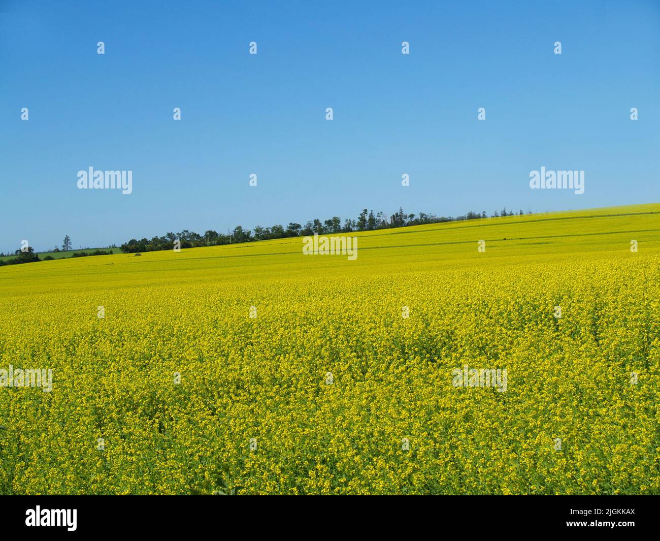 Canola blossoms hi-res stock photography and images - Alamy