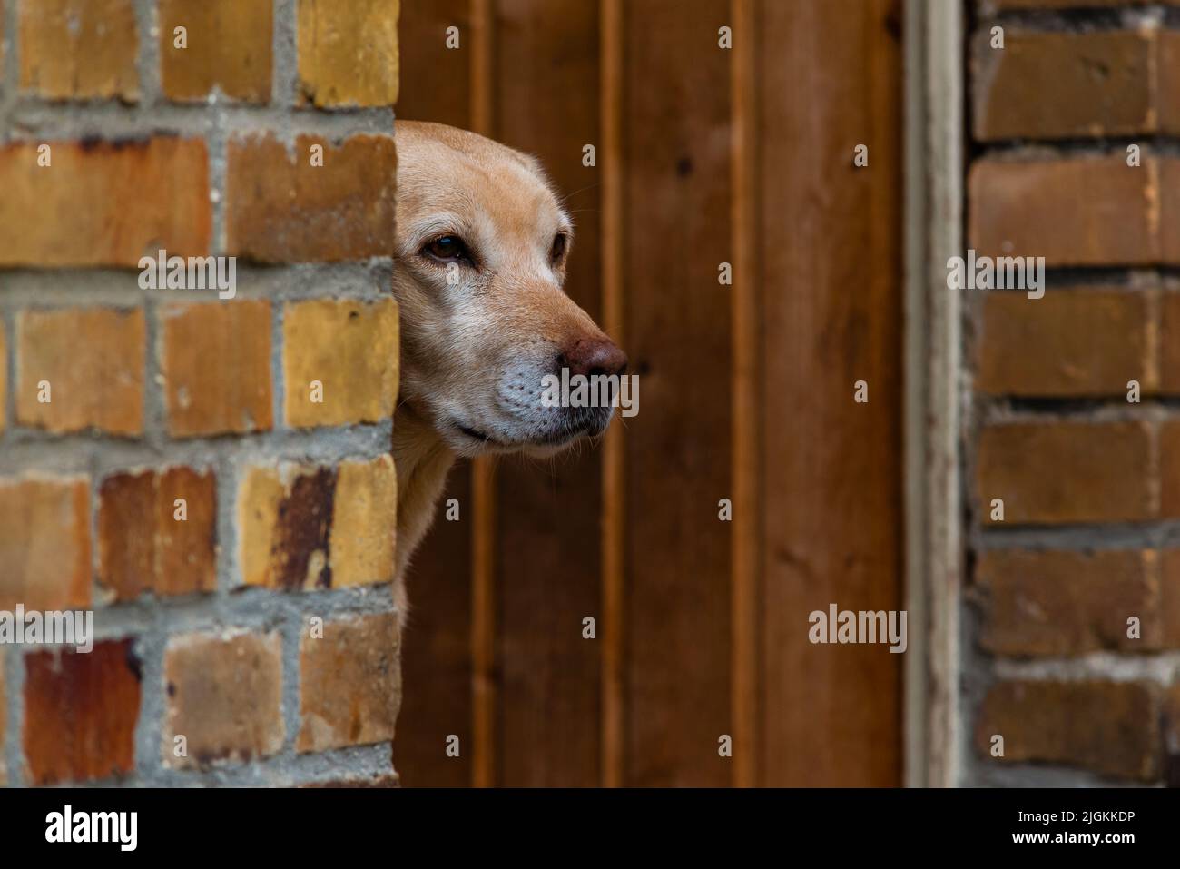 A labrador looks out of the house, a dog looks out of the door Stock ...