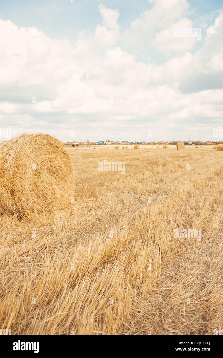 A stack of hay. Bright ripe grain field. Yellow wheat against the blue ...