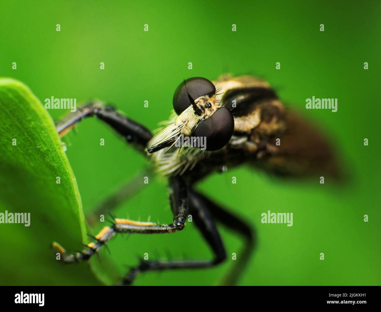 Robberfly in nature hi-res stock photography and images - Alamy