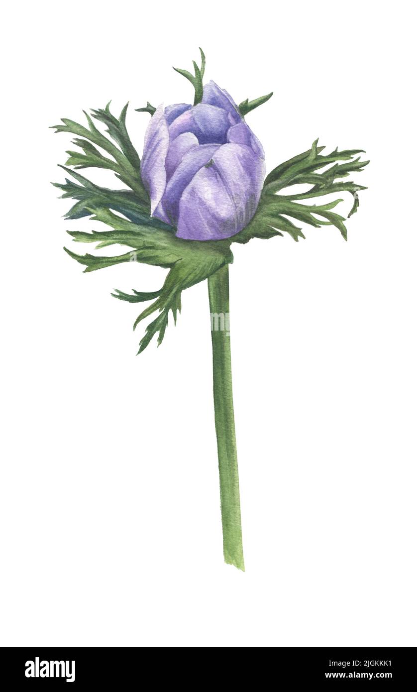 Lilac anemone flower painted in watercolor. Floral element on a white ...