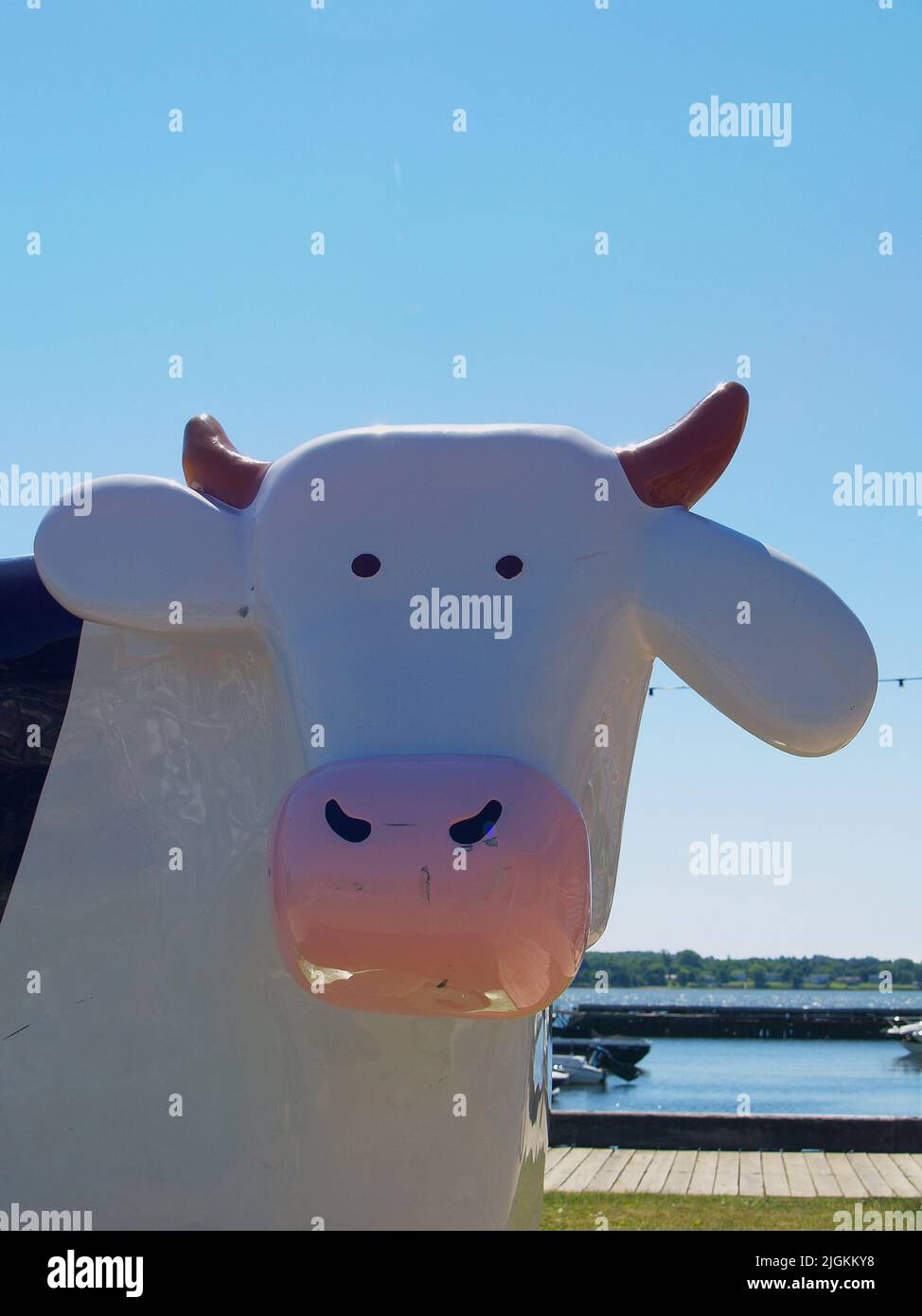 Cow head and face Stock Photo - Alamy