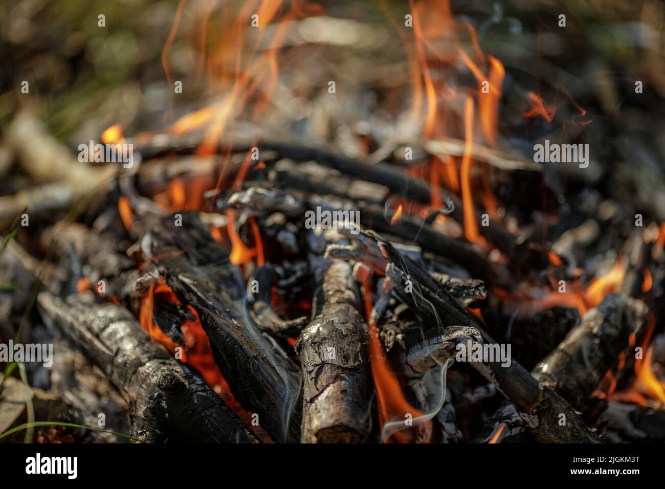 Close up of burning timber bonfire in summer forest. The concept of ...