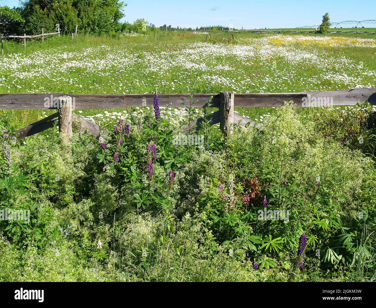 Field of mixed wildflowers, PEI Stock Photo - Alamy