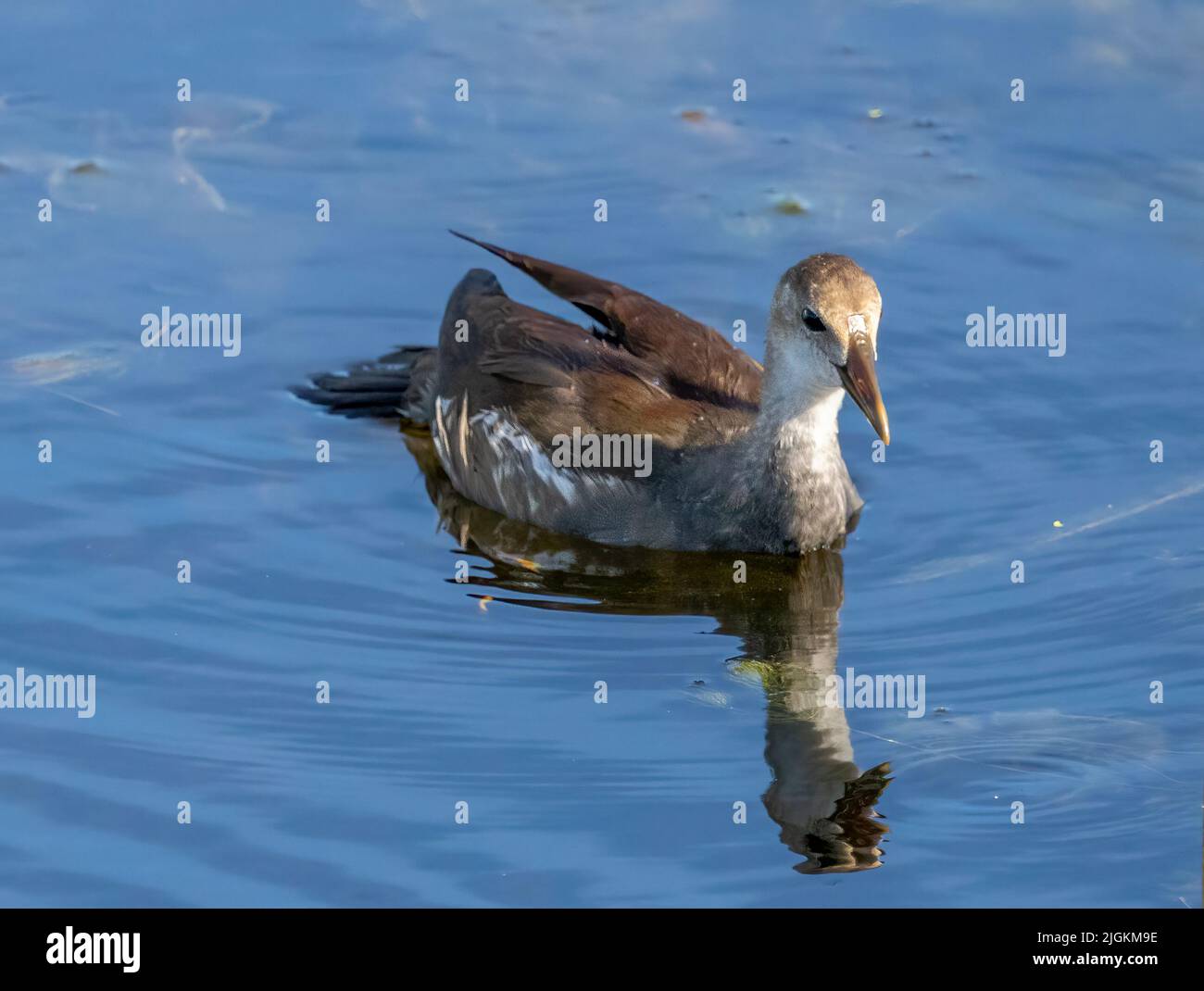 Immature Common Gallinule or Moorhen in a pond at the Celery Fields in ...
