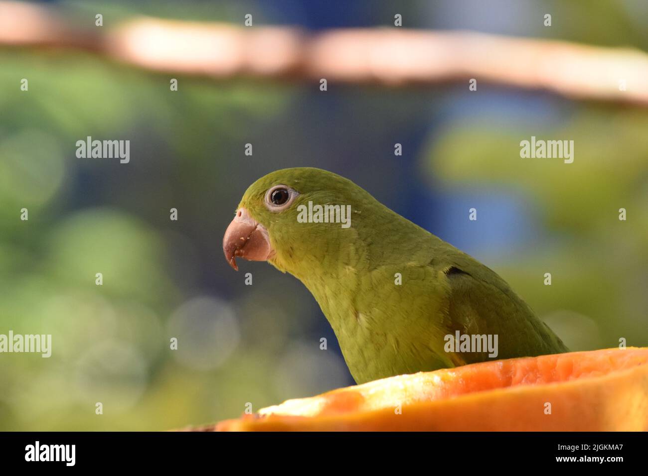 Aves voando hi-res stock photography and images - Alamy