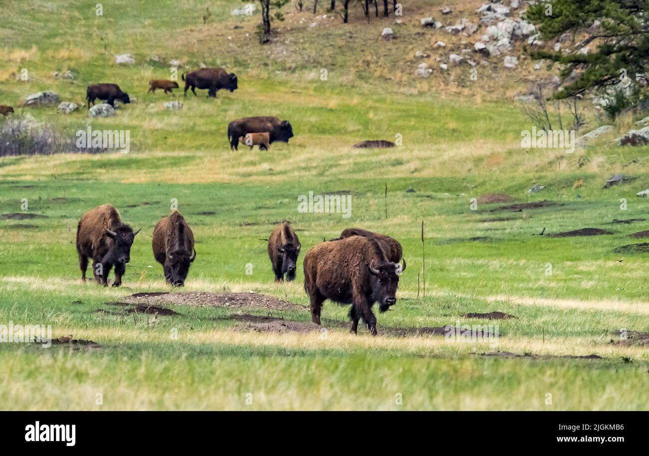 Herd of American Bison or Buffalo on grasslands in Wind Cave National ...