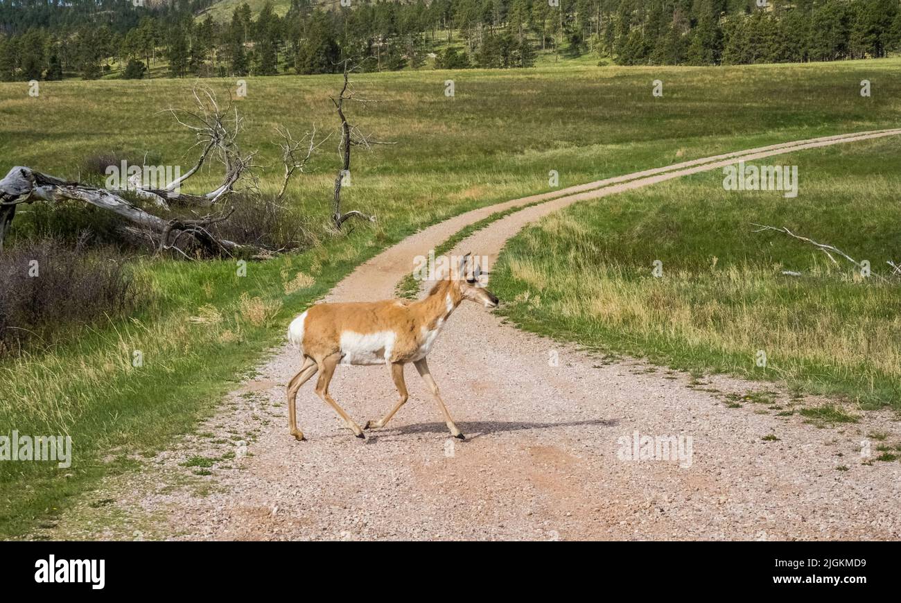 Pronghorn or Antelope crossing dirt road in Custer State Park in South ...