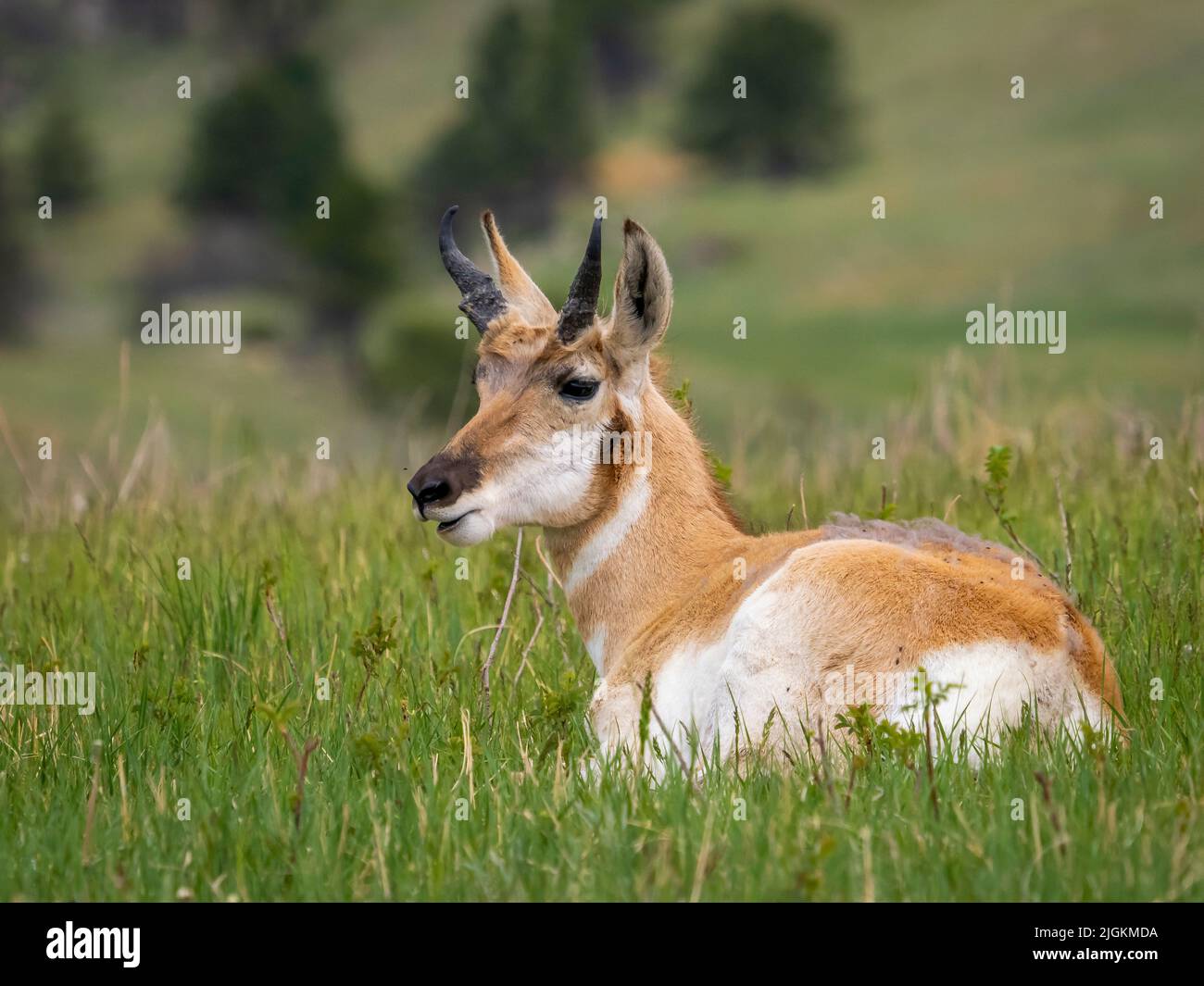 Pronghorn or Antelope in Custer State Park in South Dakota USA Stock ...