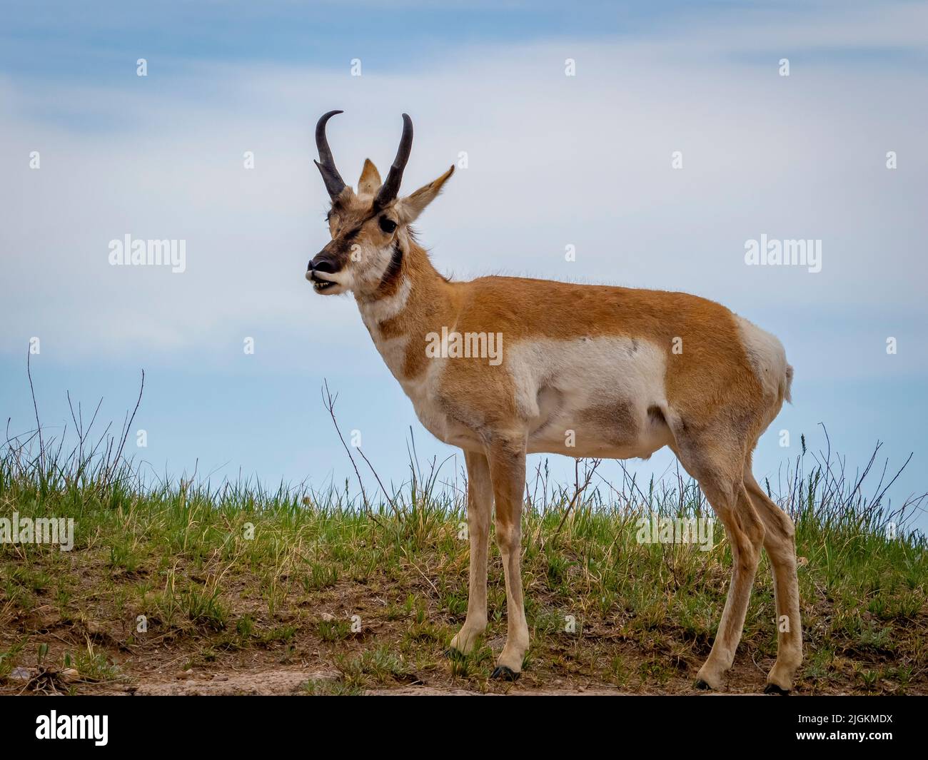 Pronghorn or Antelope in Custer State Park in South Dakota USA Stock ...